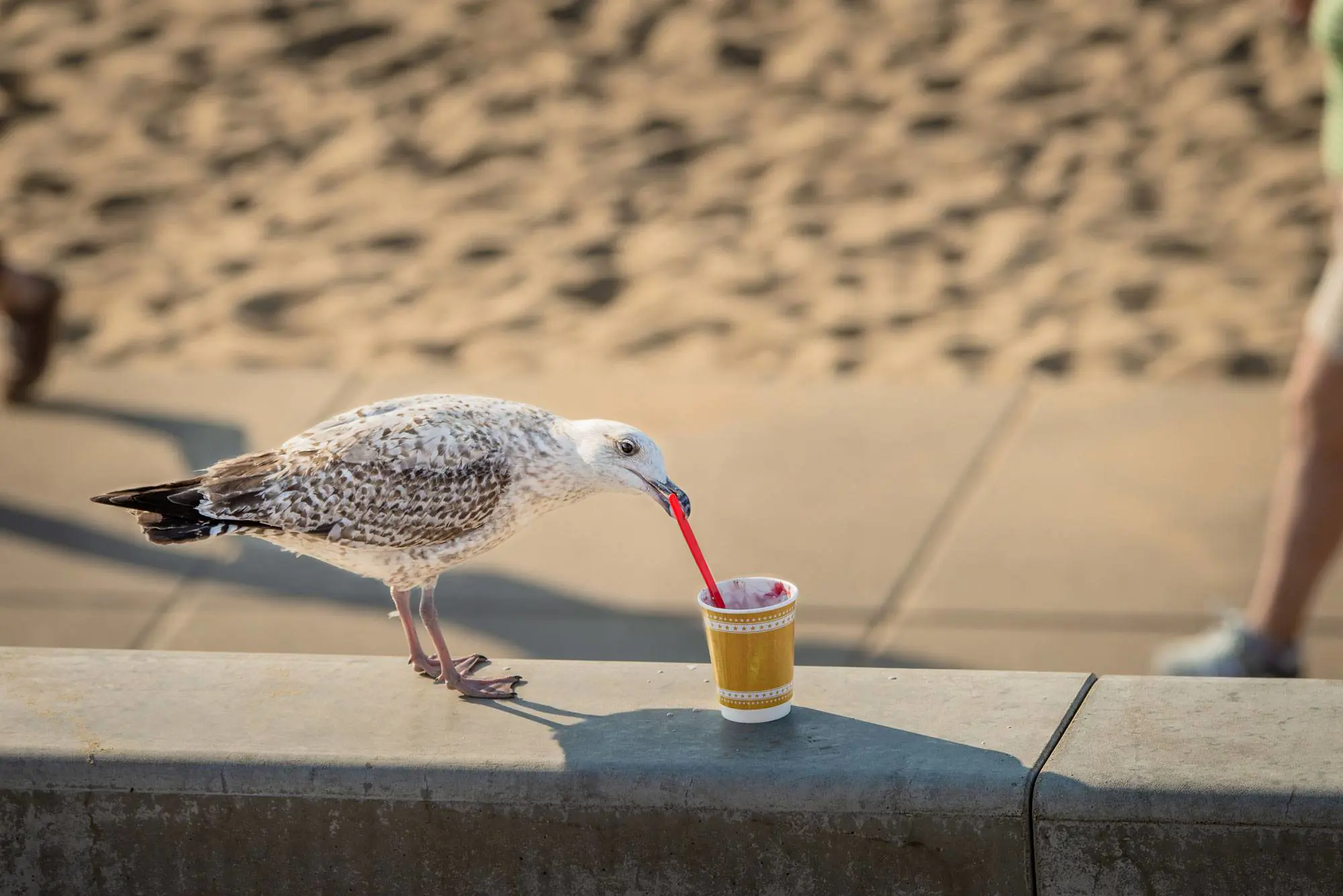 Images Of Animals Eating Plastic Scientists Predict The Size Of